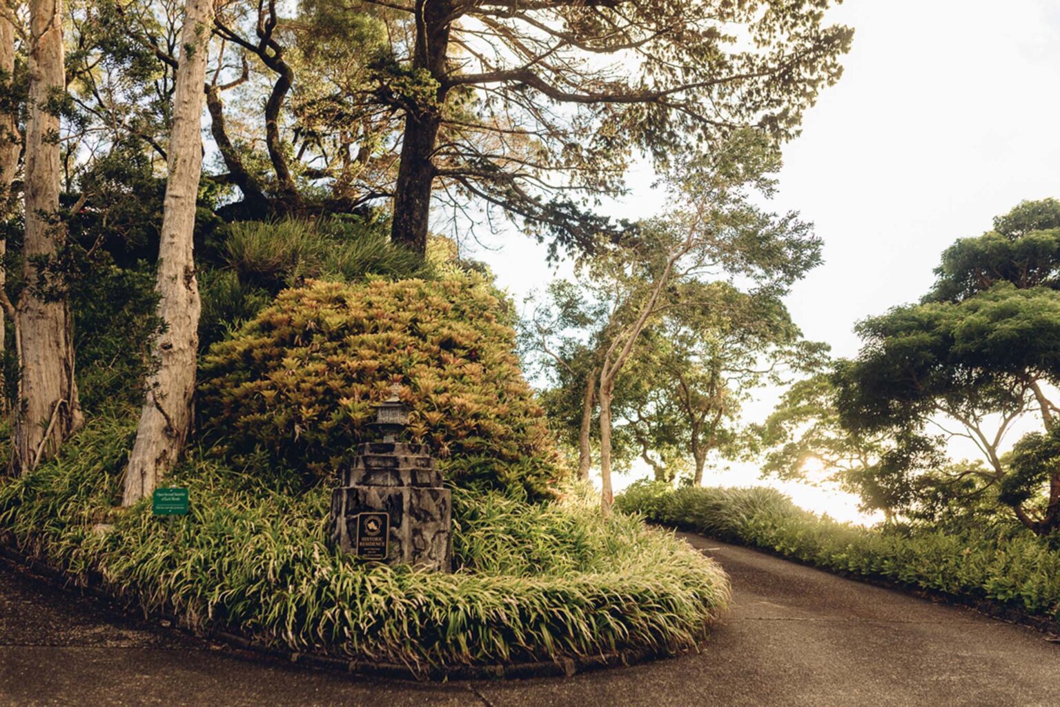 Lā‘au Lapa‘au and the Healing Nature of Plants - Violet